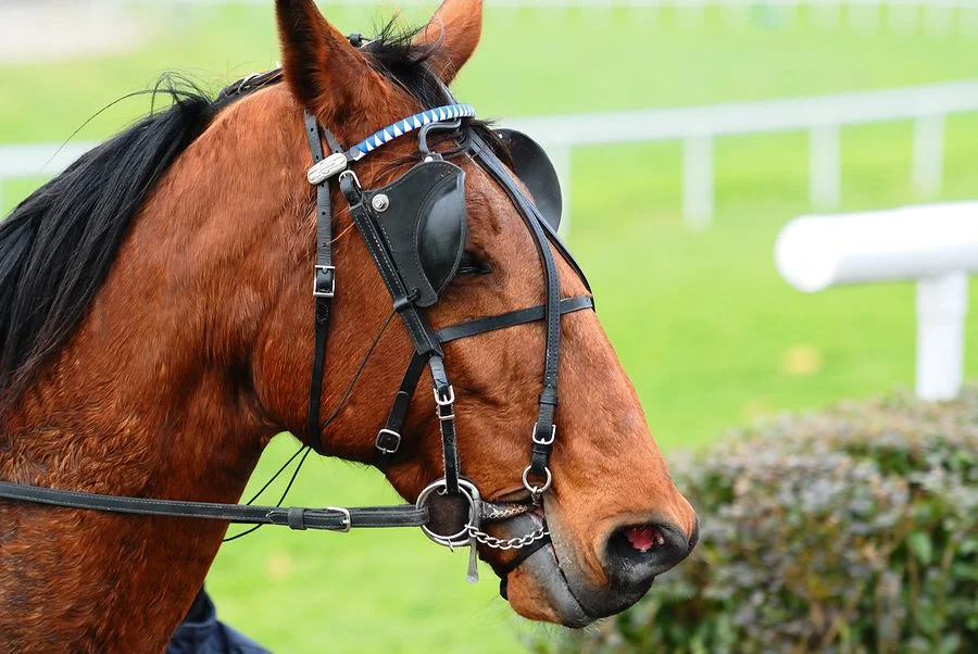 Reasons For Using Equine Blinders | Cheltenham Racing Tips